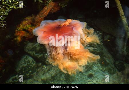Lion's mane jellyfish, Giant jellyfish or Hair jelly (Cyanea capillata ...