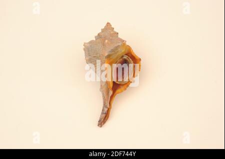 purple dye murex (Bolinus brandaris) (Gastropod) on a beach in Israel ...