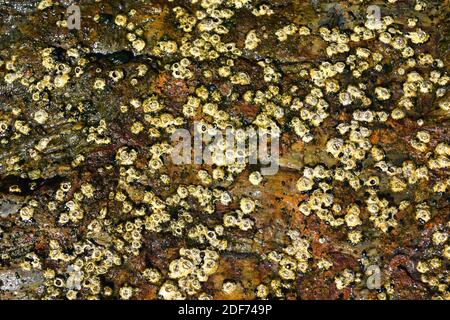 Barnacles (Chthamalus depressus) is a marine crustacean native to north ...