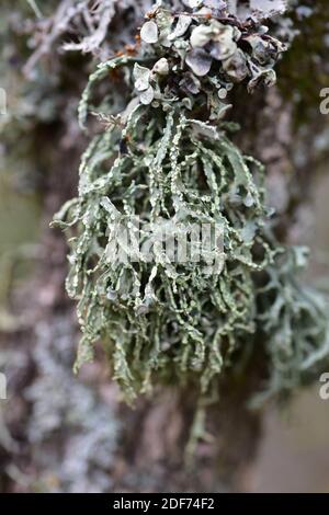 Lichen. Ramalina farinacea Stock Photo - Alamy