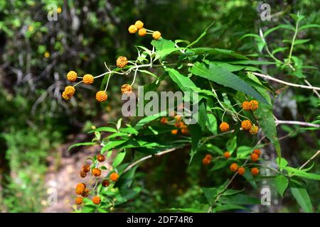 buddleja globosa orange ball tree butterfly bush deciduous flowering ...