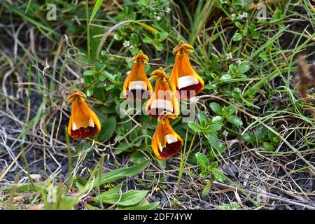 Darwins Slipper Flower (Calceolaria uniflora), flowering. Patagonia ...