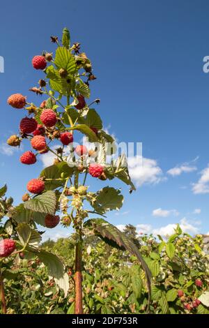 Raspberry fruiting in bright sunshine Stock Photo - Alamy