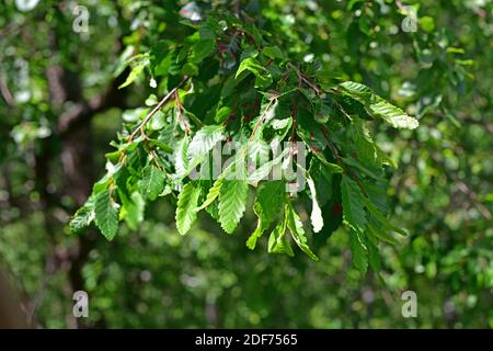 Nothofagus alpina (Rauli southern beech), leaves Stock Photo - Alamy