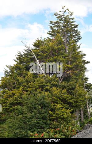 Southern beech tree (Magellan's beech or Nothofagus betuloides), Torres ...