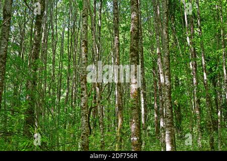 Nothofagus alpina (Rauli southern beech), leaves Stock Photo - Alamy