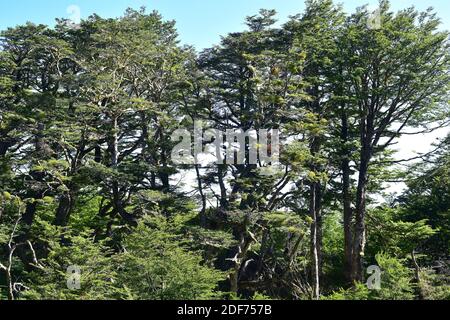 Coigue de guindo (Nothofagus betuloides) close-up of the tribe ...