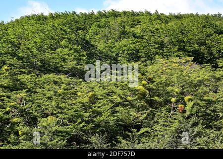 Coigue de guindo (Nothofagus betuloides) close-up of the tribe ...
