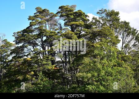 Coigue de guindo (Nothofagus betuloides) close-up of the tribe ...