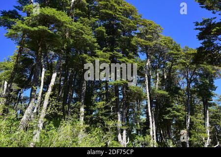 Forest with Nothofagus Dombey (Coigüe, Coihue), Conguillio National ...