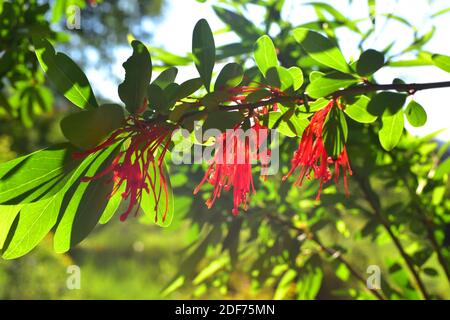 FIREBUSH NOTRO Embothrium coccineum close up in TORRES DEL PAINE ...