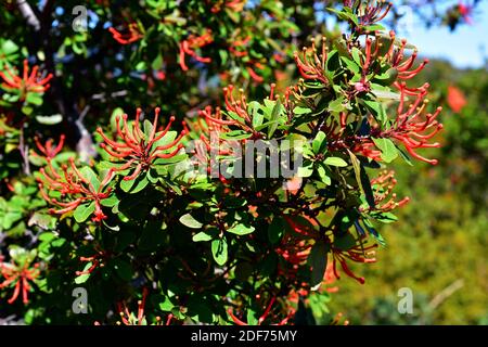 FIREBUSH NOTRO Embothrium coccineum close up in TORRES DEL PAINE ...