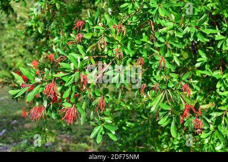 FIREBUSH NOTRO Embothrium coccineum close up in TORRES DEL PAINE ...