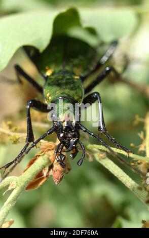 ground beetle (Carabus monilis), front view, cut-out Stock Photo - Alamy