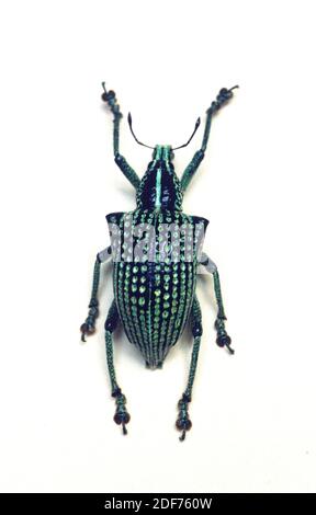 Brazilian diamond beetle, Entimus imperialis 1, bearded weevil, female ...