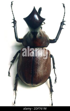 Giant rhinoceros beetle (Golofa claviger) is a beetle native to Ecuador ...