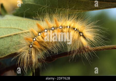 Sycamore moth (Acronicta aceris), caterpillar, Tyrol, Austria Stock ...