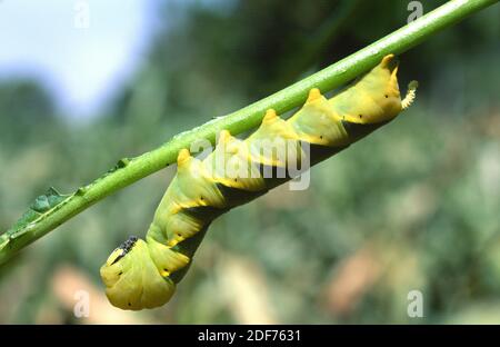 Acherontia atropos, Animal, Insect, Moth, Hawk Moth, Switzerland ...