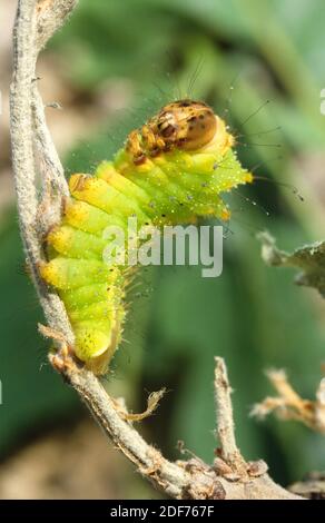 Chinese tasar moth or Chinese tussar moth (Antheraea pernyi) is a moth ...