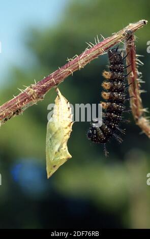 Caterpillar, peacock butterfly (Inachis io) pupa hanging upside down on ...