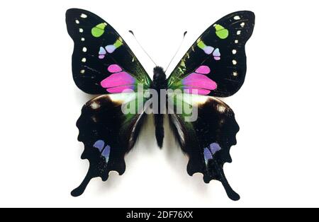 Purple Spotted Swallowtail Butterfly, Graphium weiskei, Papilionidae ...