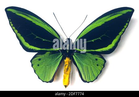 Priam's birdwing (Ornithoptera priamus priamus) is a butterfly native ...
