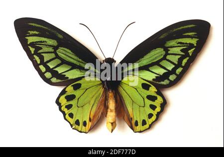 Priam's birdwing (Ornithoptera priamus arruana) is a butterfly native ...
