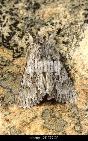 Early grey moth (Xylocampa areola) from above. British insect in the ...