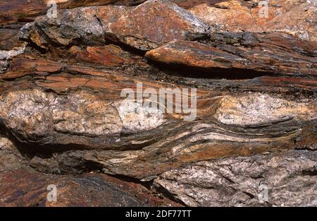Schist with a quartz nodules (boudinage). Schist is a metamorphic rock ...