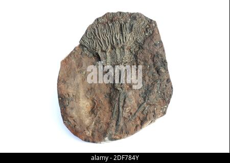 Scyphocrinus elegans is a fossil crinoid that lived in Silurian. This ...