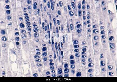 Root apical meristem showing cell divisions (mitosis) and raphides ...