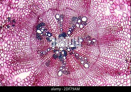 Stem, cross section showing xylem, endodermis and parenchyma ...