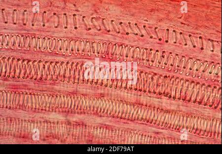 Pumpkin stem longitudinal section showing spiral tracheids (xylem ...