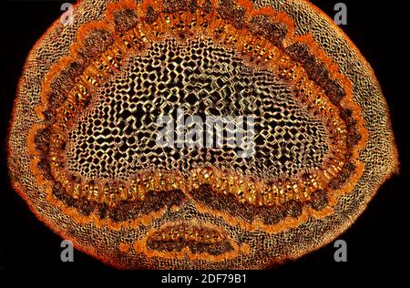Dicot stem showing epidermis, cortex, pericycle, vascular bundles ...