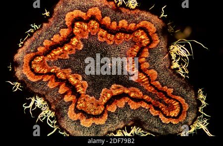 Elaeagnus stem showing trichomes, epidermis, cortex, phloem, cambium ...
