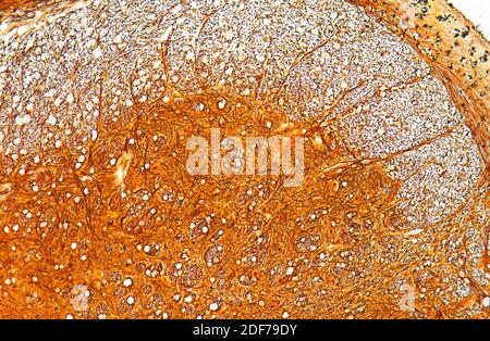 Human cerebelar cortex section. Photomicrograph, Cajal stain Stock ...