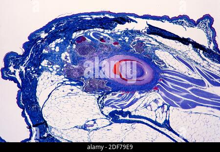 Bird epidermis section showing the base of a feather, retractor muscles ...