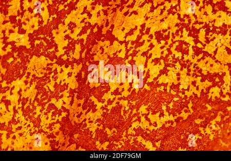 Simple squamous epithelim from amphibian skin. Photomicrograph Stock ...