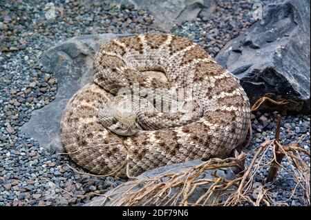 Western Diamondback Rattlesnake Crotalus atrox adult in defense posture ...