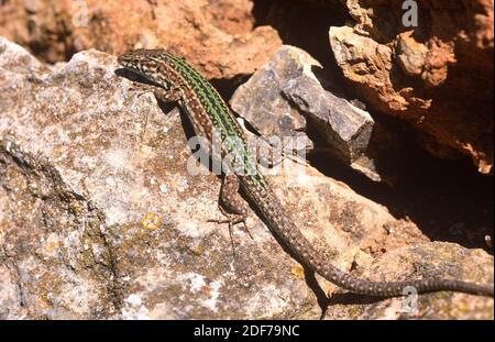 Ibiza wall lizard (Podarcis pityusensis) in Formentera, Spain. It is ...