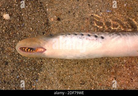 Sea lamprey (Petromyzon marinus) is a parasitic cyclostom that live in ...