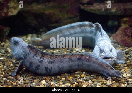 Anarhichas lupus, wolf eel Stock Photo - Alamy