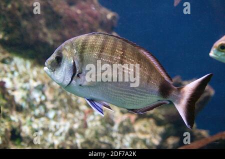 White seabream or Sargo (diplodus sargus sargus Stock Photo - Alamy