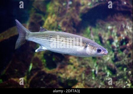 Flathead grey mullet Mugil cephalus, Mugilidae, Mediterranean Sea Stock ...