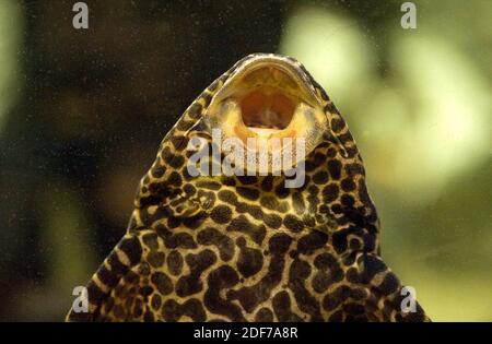 Orinoco sailfin catfish (Pterygoplichthys multiradiatus), also known as ...