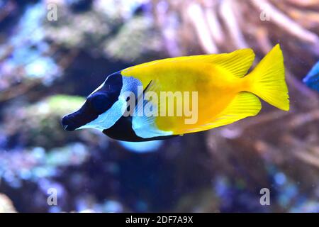 Foxface Rabbitfish, Siganus vulpinus, Siganidae, Perciformes. Yellow ...