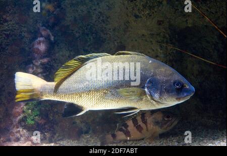 Brown meagre (Sciaena umbra), Mediterranean Sea, Spain Stock Photo - Alamy