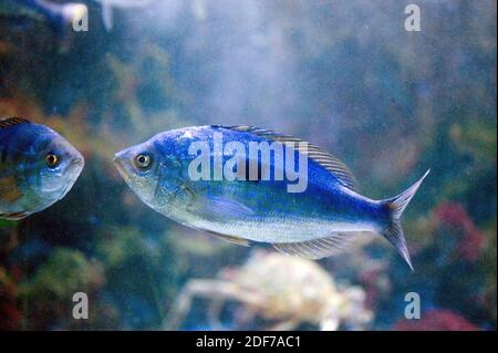 Blotched picarel or Picarel (Spicara maena Stock Photo - Alamy