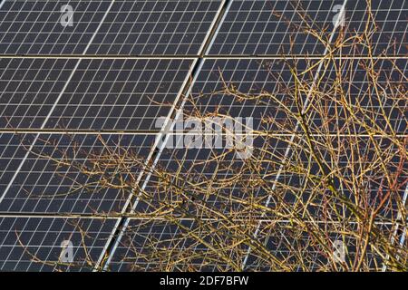 Backyard solar panels on an autumn evening Stock Photo - Alamy