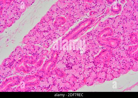 Salivary gland. Light micrograph of a section through a salivary gland ...